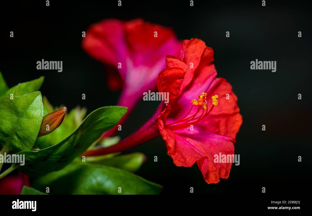 Red four o'clock flower (Mirabilis Jalapa) macro shot Stock Photo - Alamy