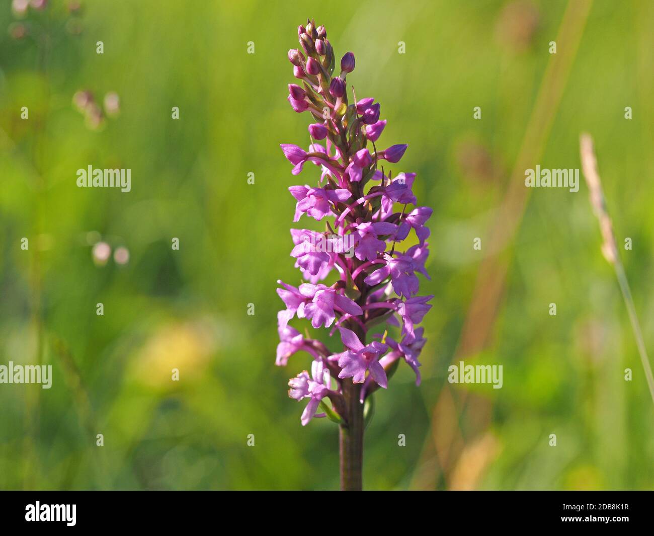 mass of pink flowers with long spurs on tall flowerspike of Fragrant ...