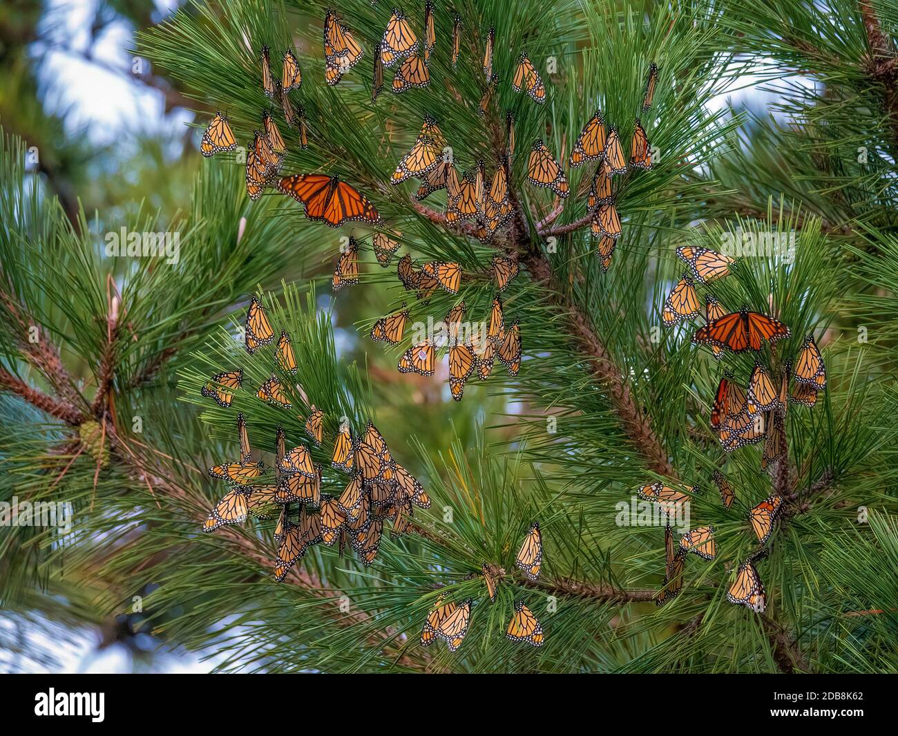 A roost of Monarch Butterflies in a tree during their annual migration ...