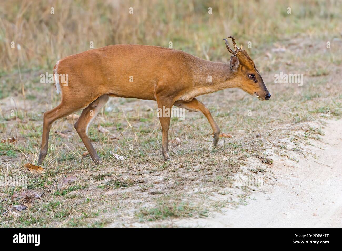 Southern Red Muntjac Teeth