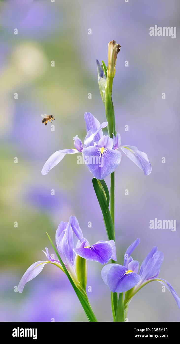 The Violet iris flowers (Iris germanica) on blurred green natural ...