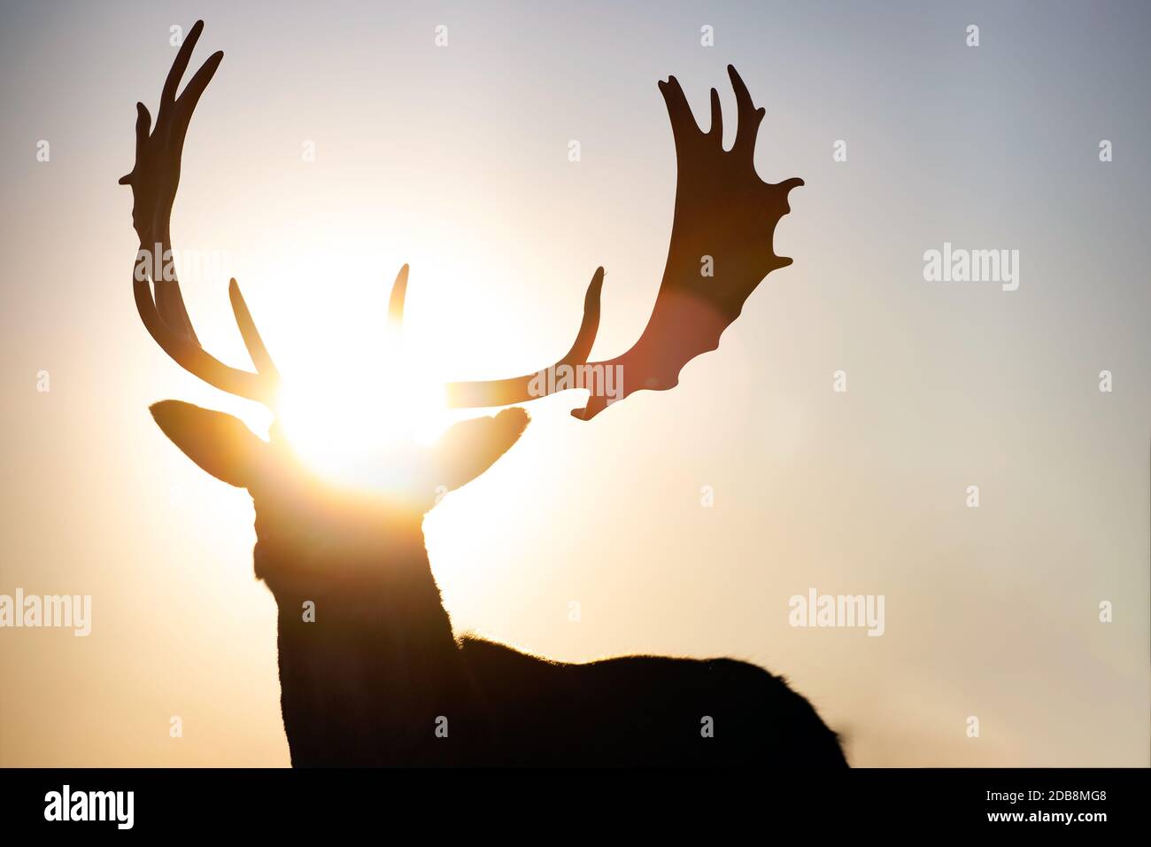 Reindeer silhouette in magic sunset light Stock Photo - Alamy