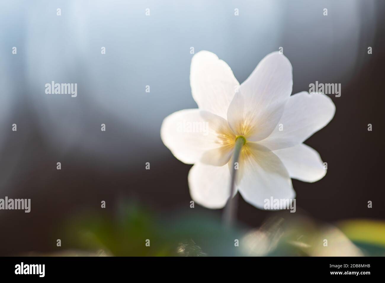 Delicate and fragile wildflower. wood anemone in magic fairy light in ...