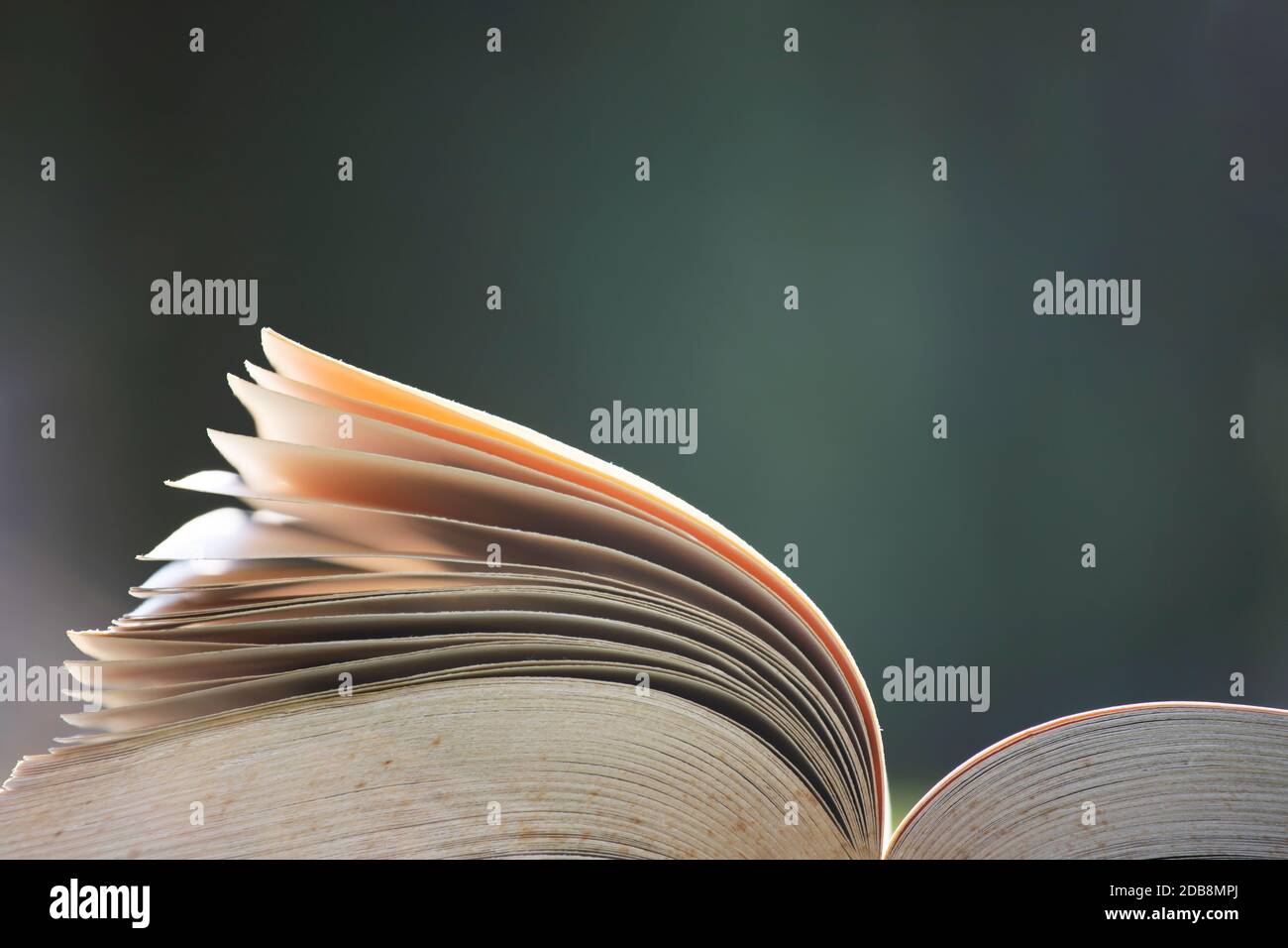 Open book under sunlight outdoors. Education and wisdom concept Stock ...