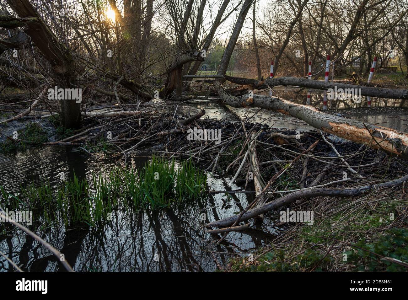 Beaver dam on a small river hi-res stock photography and images - Alamy