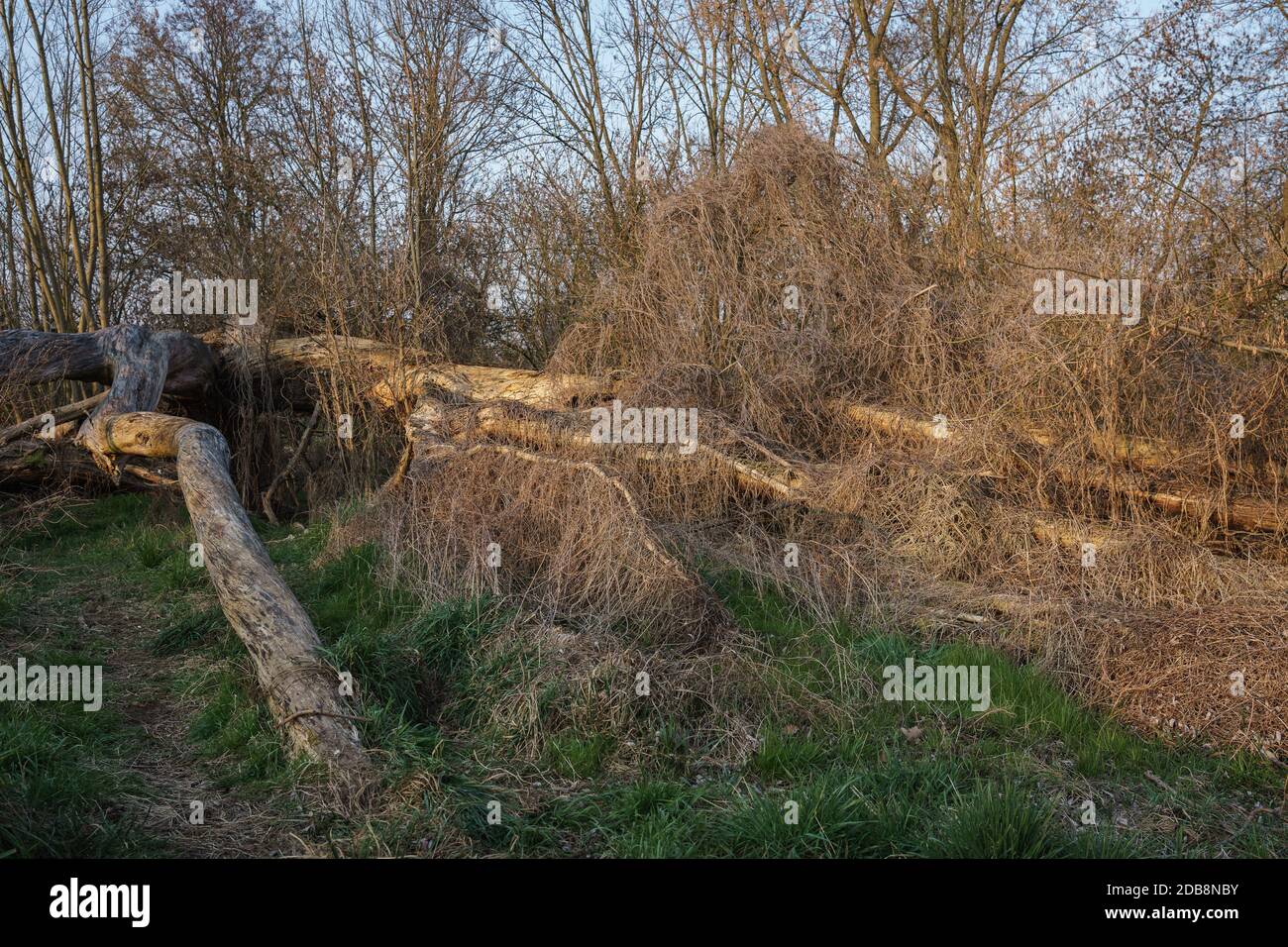 Old fallen trees in the forest Stock Photo - Alamy