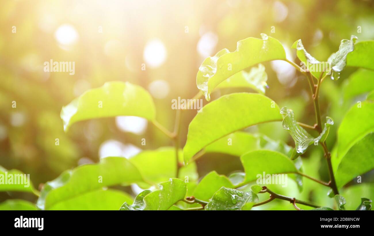 Tree leaves wet after being exposed to rain in the morning Stock Photo ...