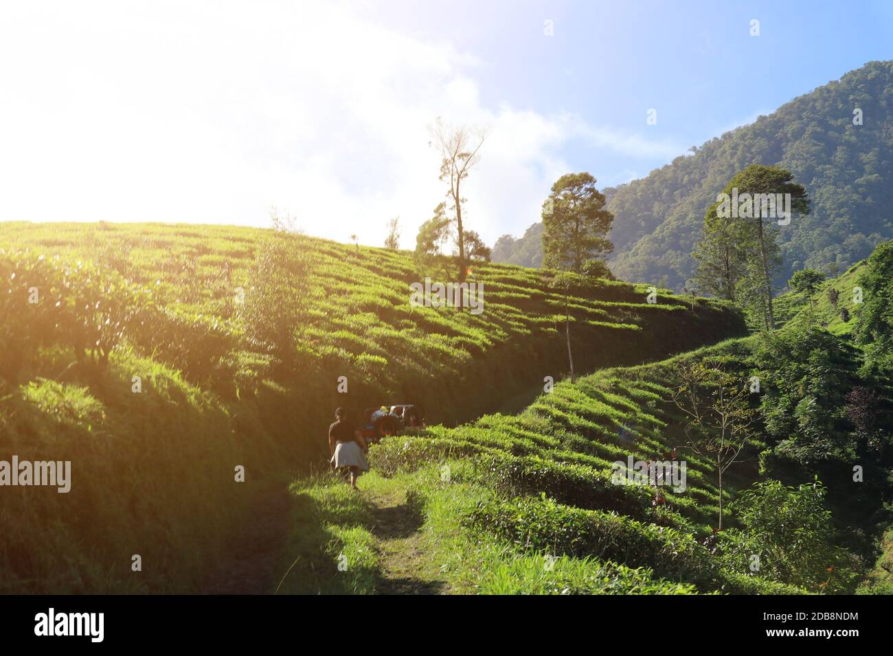 tea garden in the morning fresh, exposed to sunlight Stock Photo - Alamy