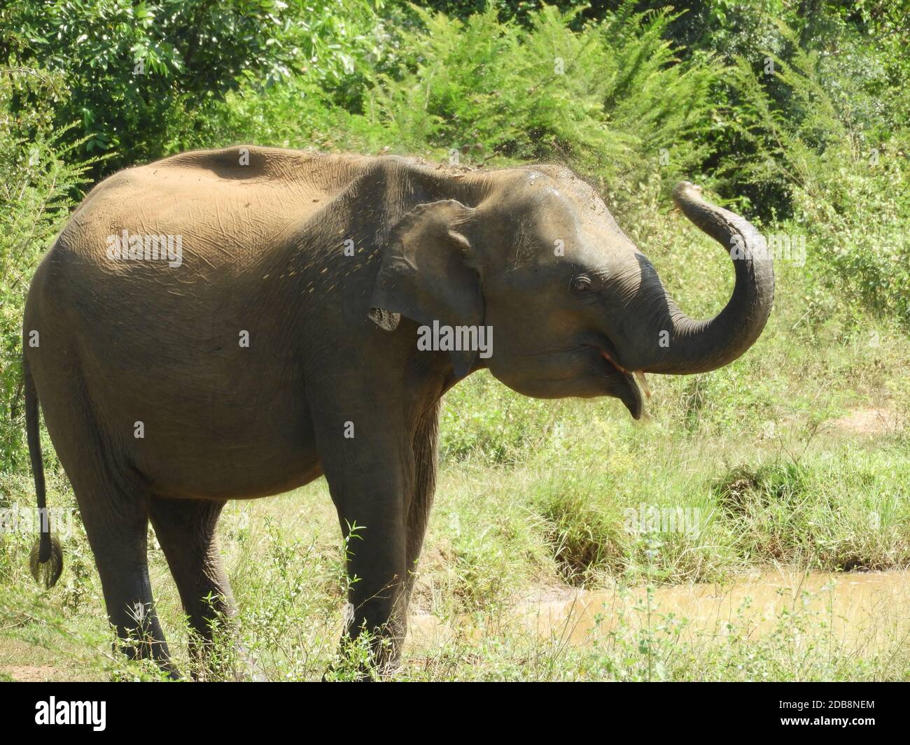 Rainforest elephant hi-res stock photography and images - Alamy