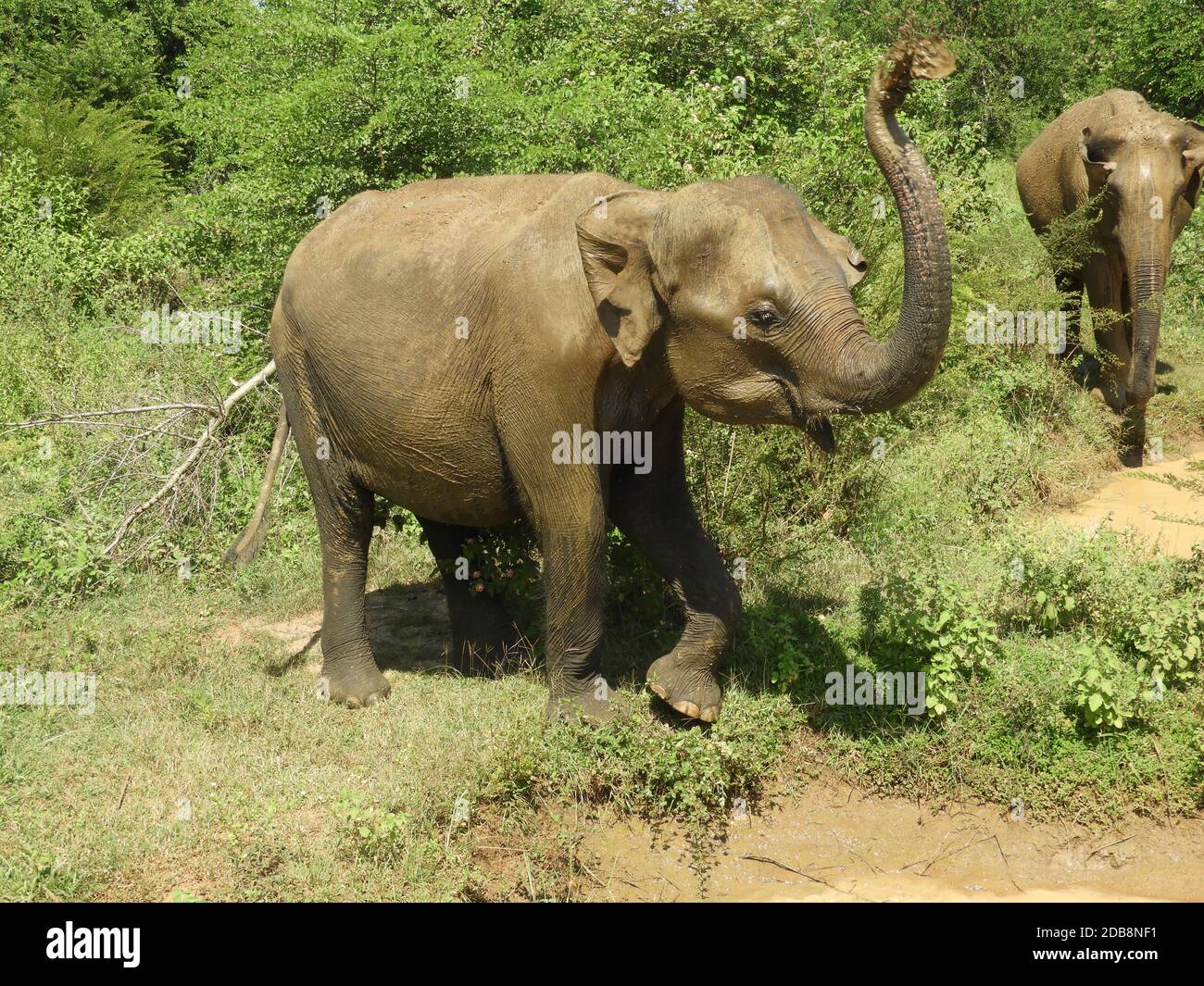 Photo of an elephant hi-res stock photography and images - Alamy