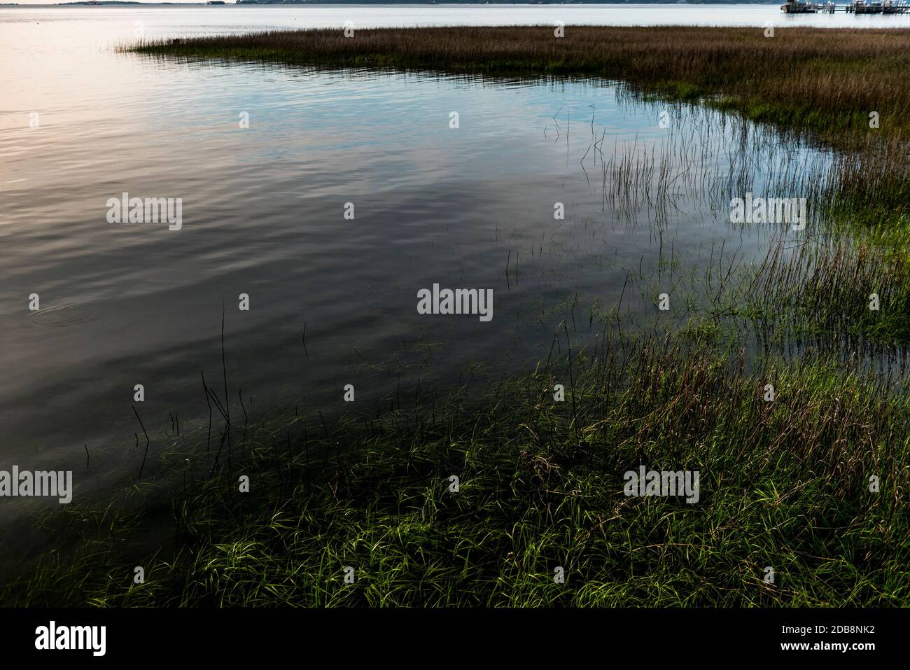 Green riverbank grass, Charleston, South Carolina, USA Stock Photo - Alamy
