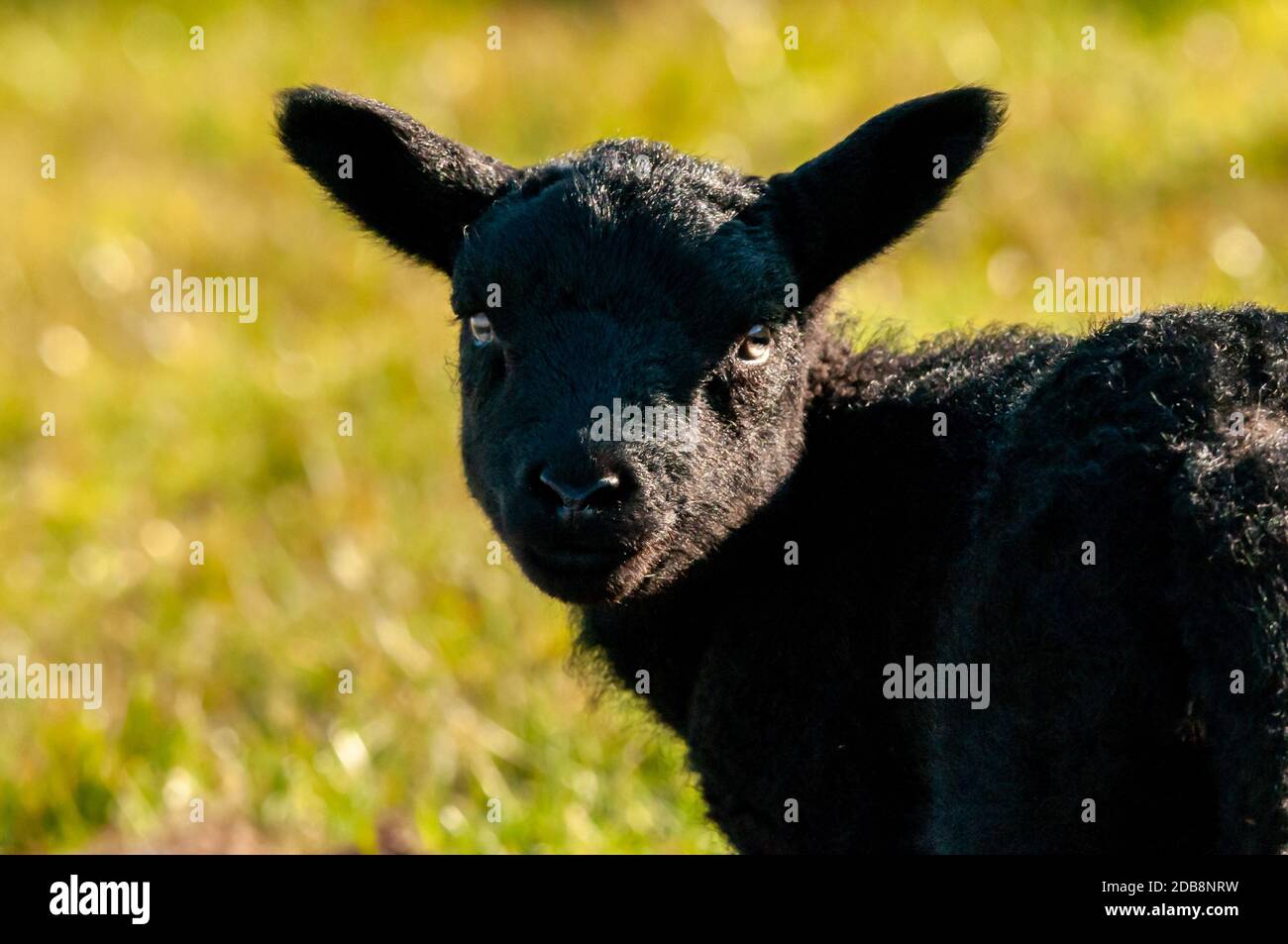 Dike maintenance lamb hi-res stock photography and images - Alamy