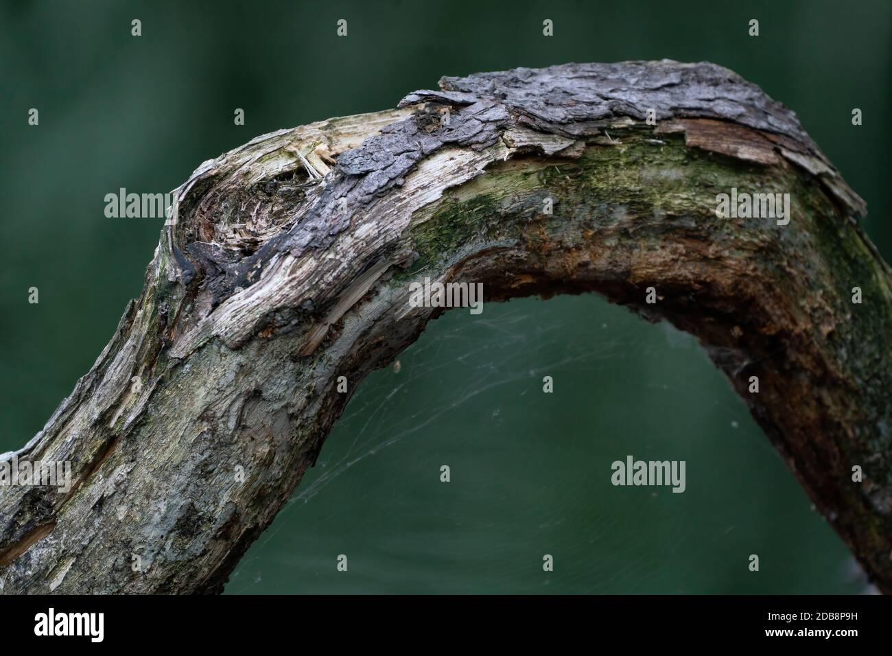 Thick branche hi-res stock photography and images - Alamy