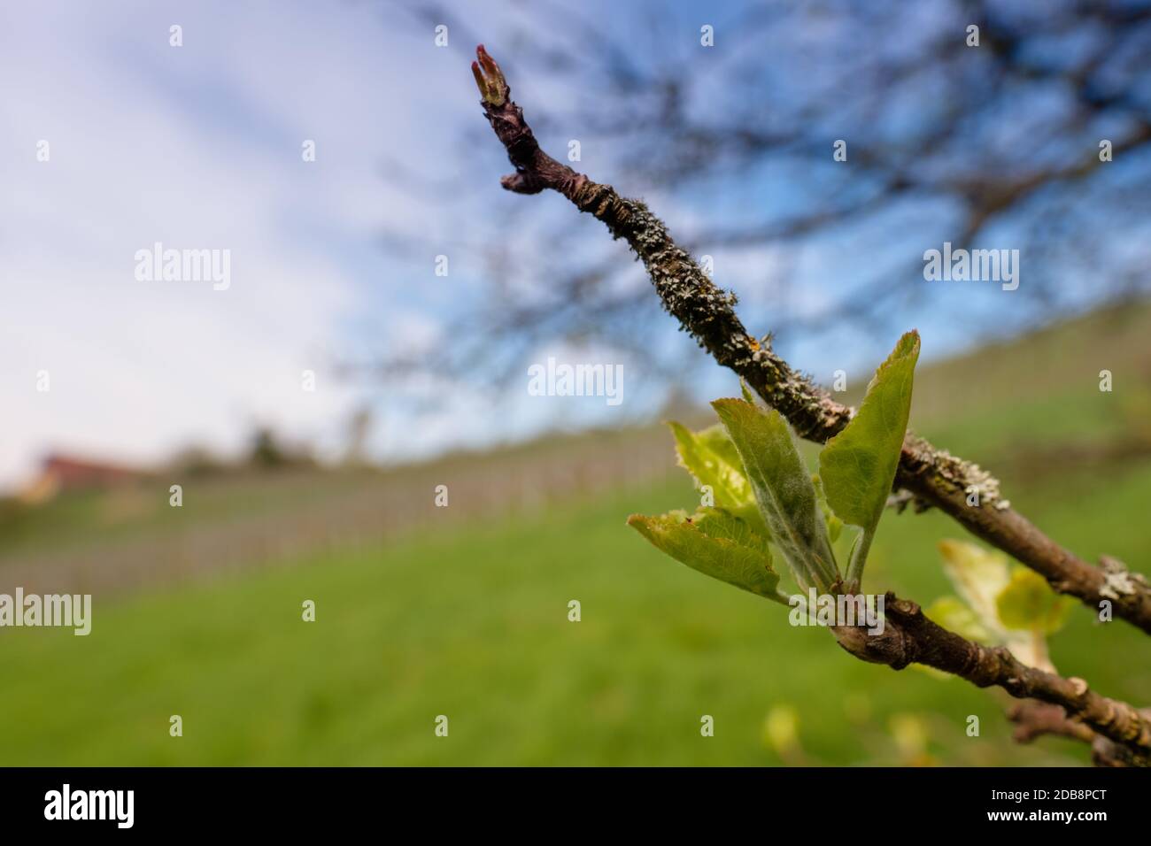 Apple tree twig with budding leaves and flower close-up Stock Photo - Alamy