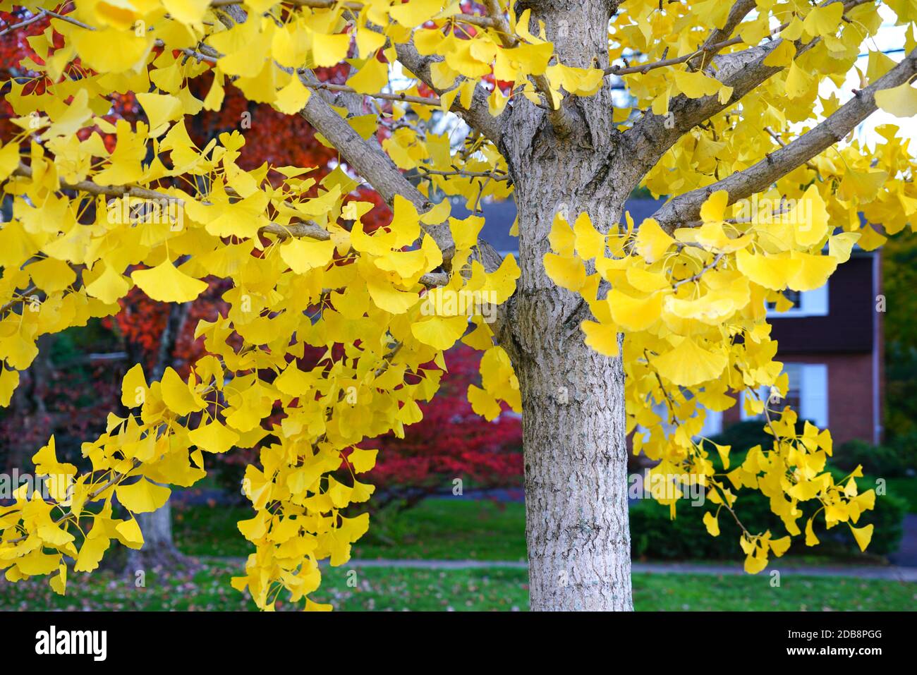 Yellow fan-shaped leaves of the ginkgo biloba tree in autumn Stock ...