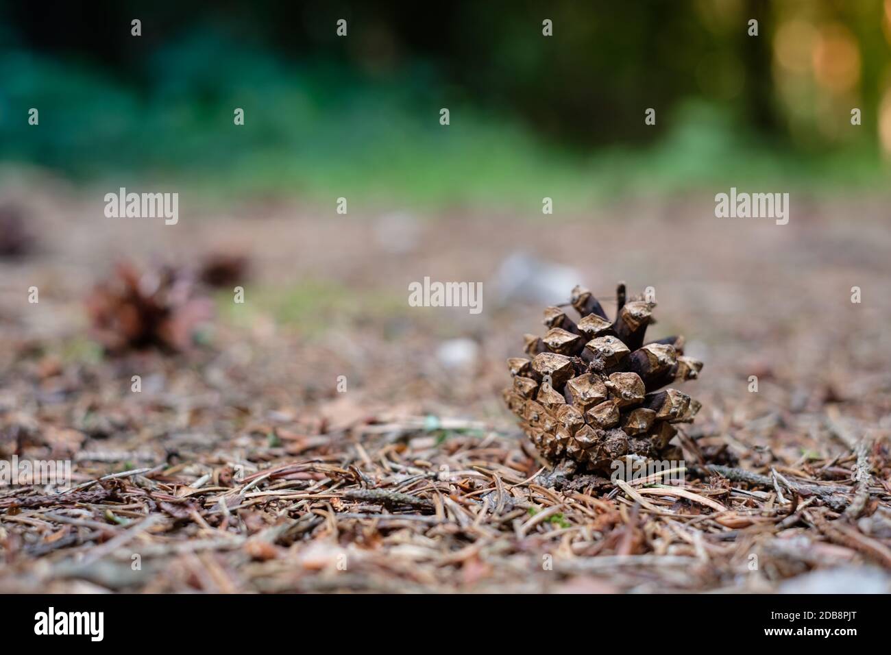 Fir cone conifer on forest soil close-up Stock Photo - Alamy