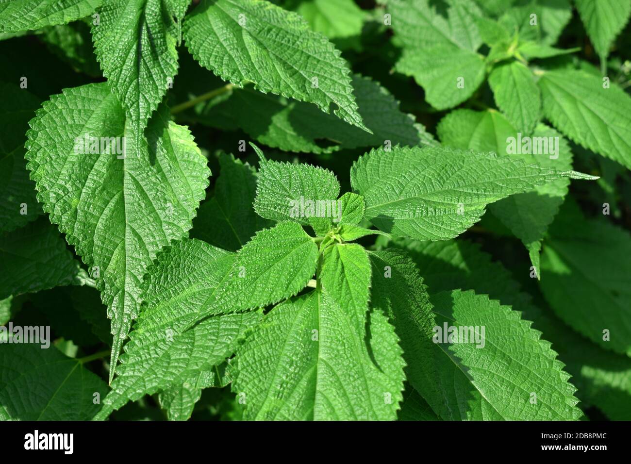 Basil leaf Back ground texture Stock Photo - Alamy