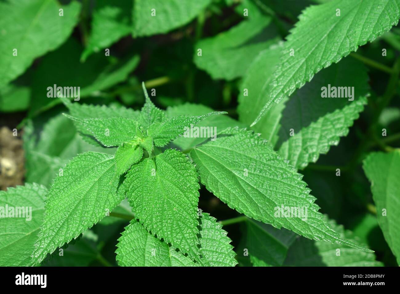Basil leaf Back ground texture Stock Photo - Alamy