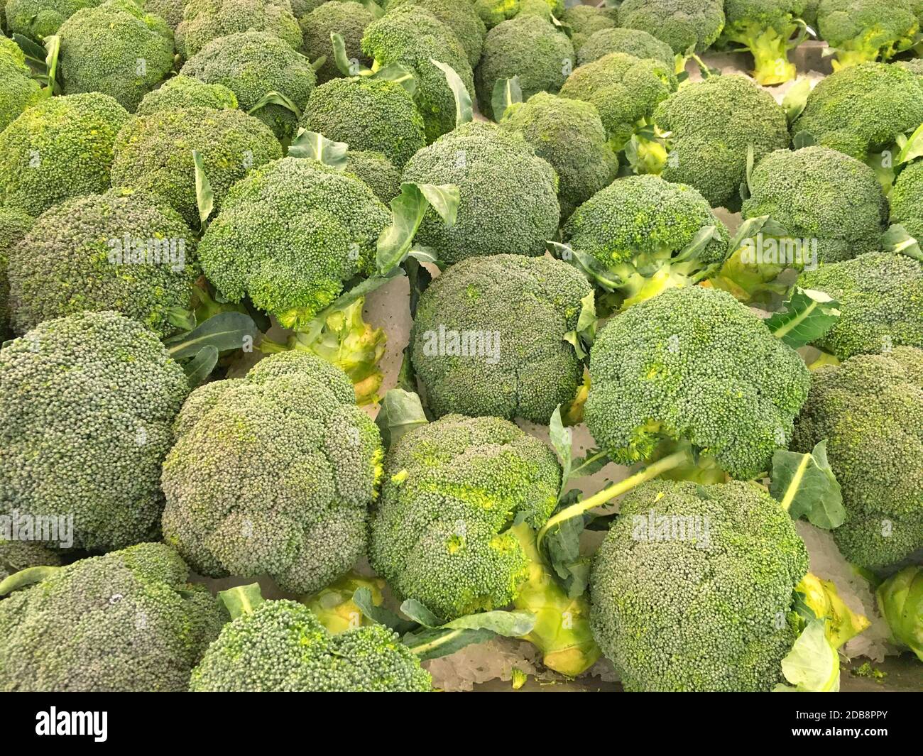 Broccoli in a pile on a market ice floor Stock Photo - Alamy