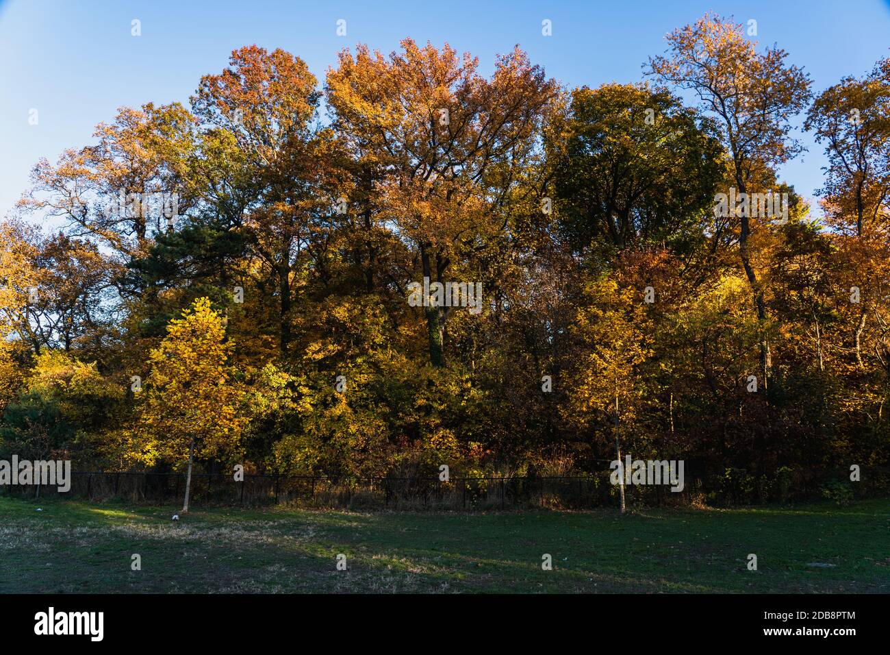 A landscape of trees in Fall colors in Prospect Park Stock Photo - Alamy