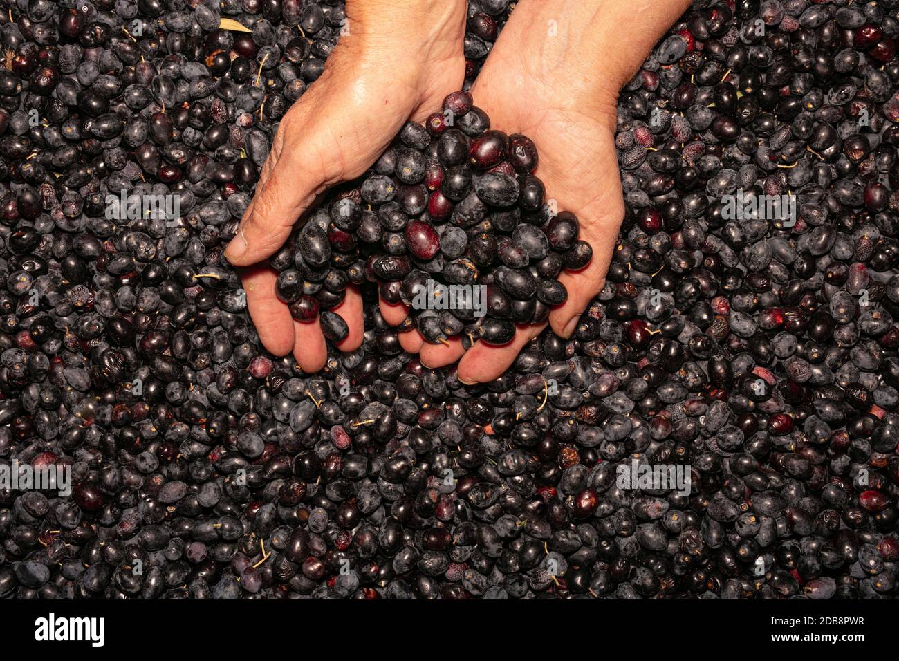 Olive piles hi-res stock photography and images - Alamy