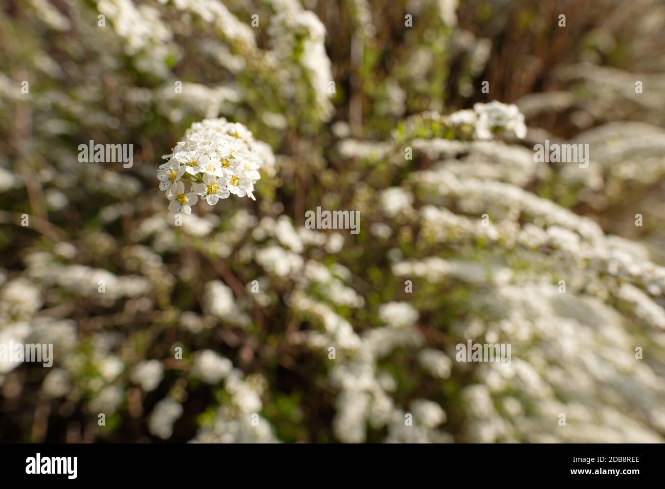 Spirea hedge hi-res stock photography and images - Alamy