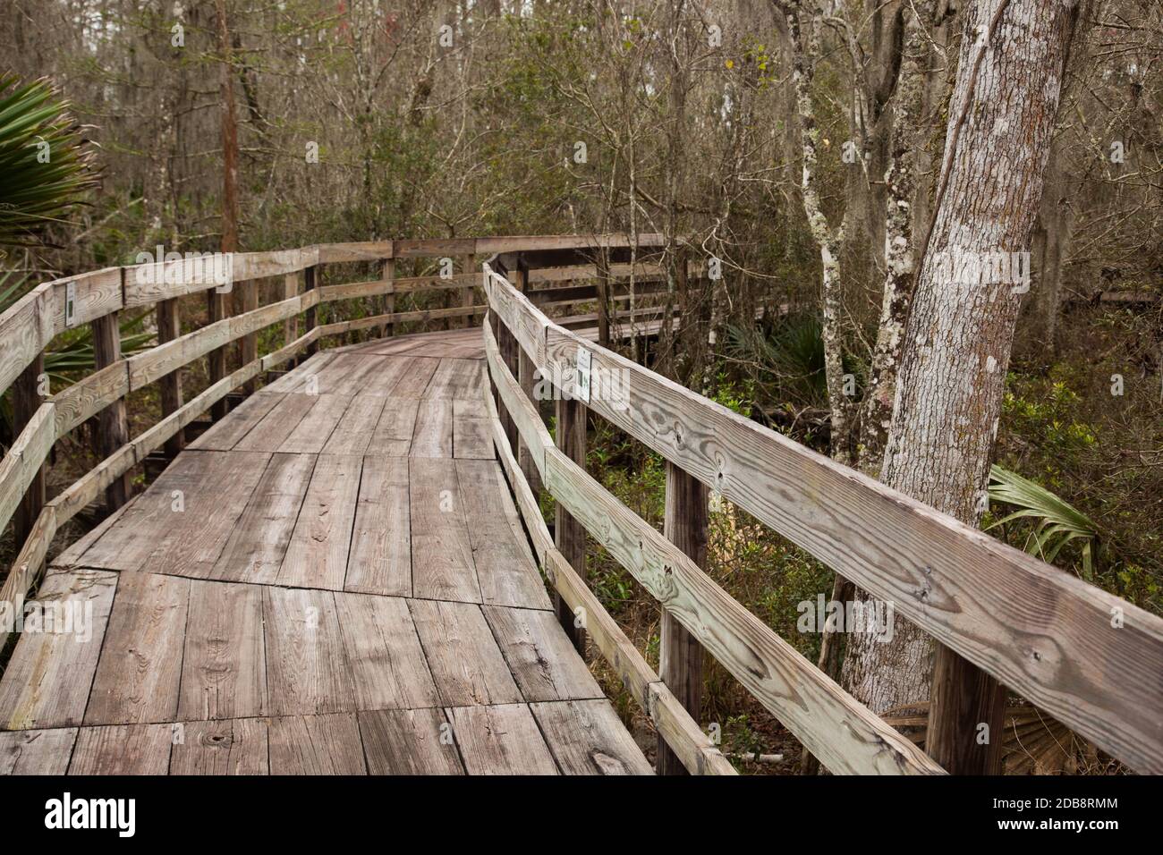 Wooden walkway through the swamp Stock Photo - Alamy