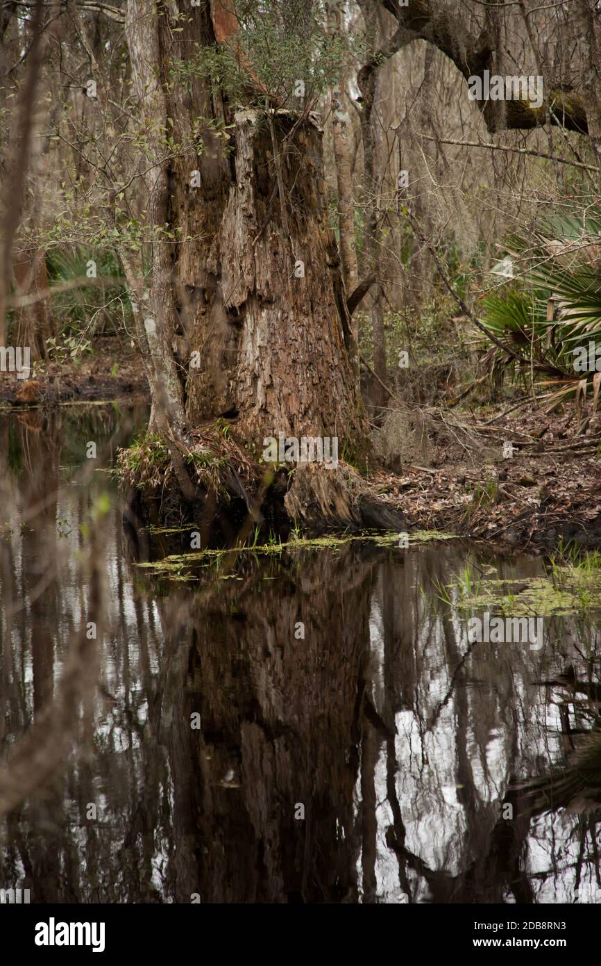 A Southern Swamp with trees and Spanish Moss Stock Photo - Alamy