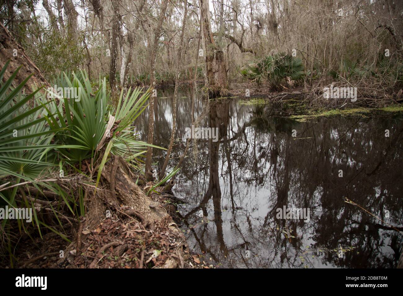 A Southern Swamp with trees and Spanish Moss Stock Photo - Alamy
