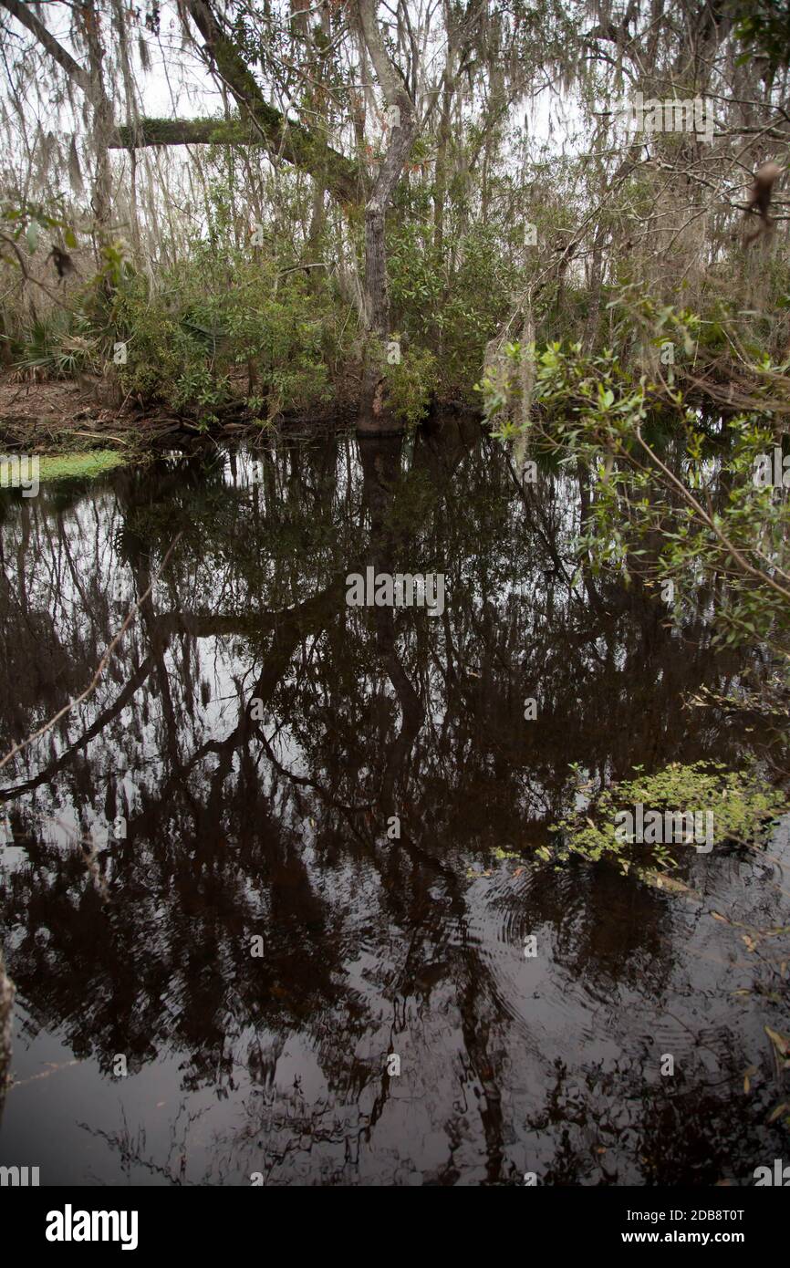A Southern Swamp with trees and Spanish Moss Stock Photo - Alamy