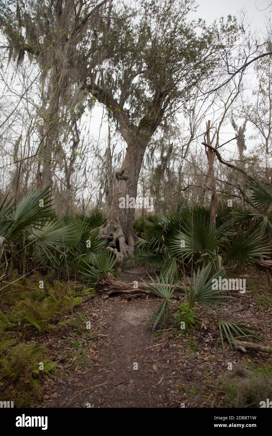 Gnarly roots hi-res stock photography and images - Alamy
