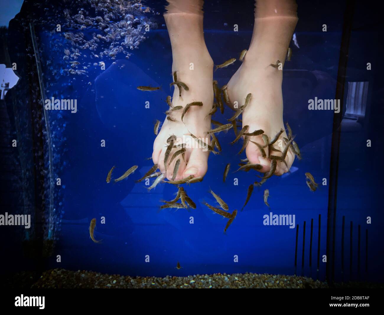 Sucker Fish High Resolution Stock Photography and Images - Alamy