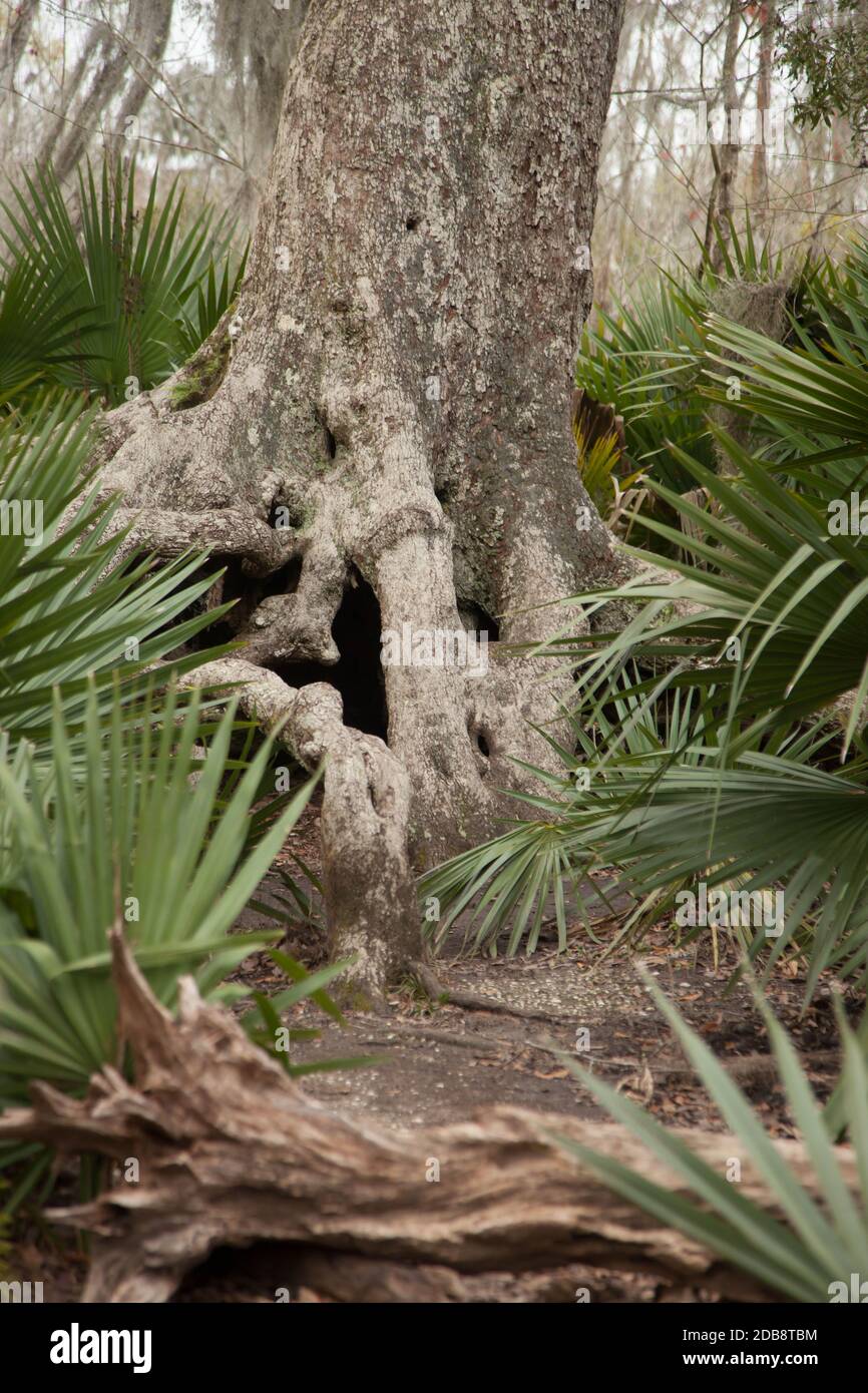 Gnarly roots hi-res stock photography and images - Alamy
