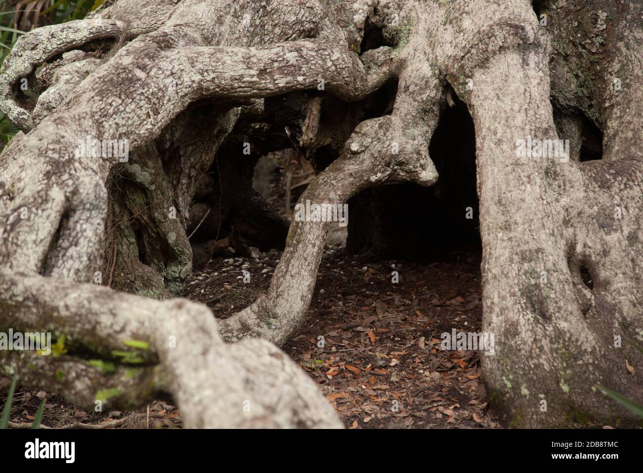 Tree with gnarly roots Stock Photo - Alamy