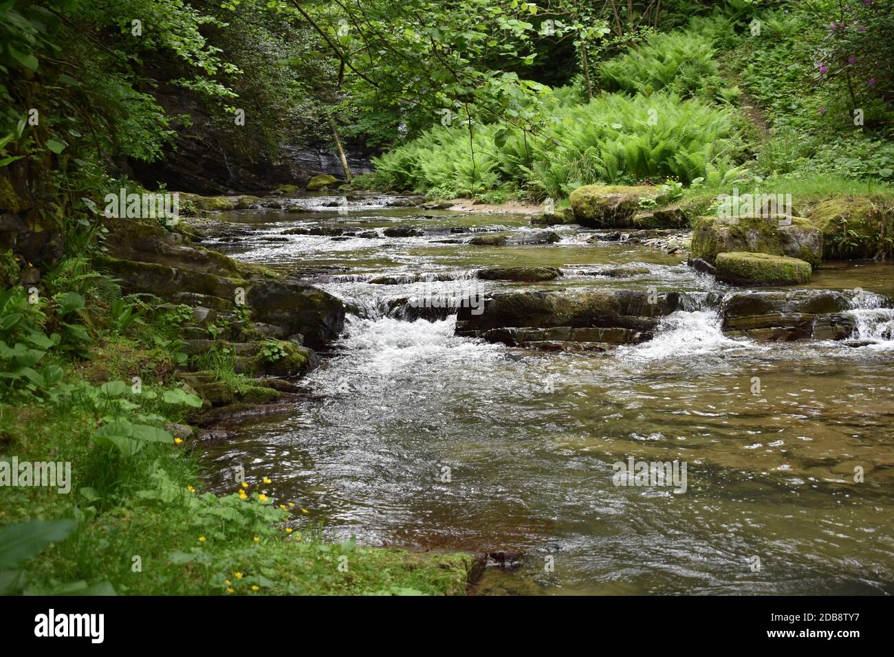 A view of a small waterfall flowing downstream in the forest Stock ...