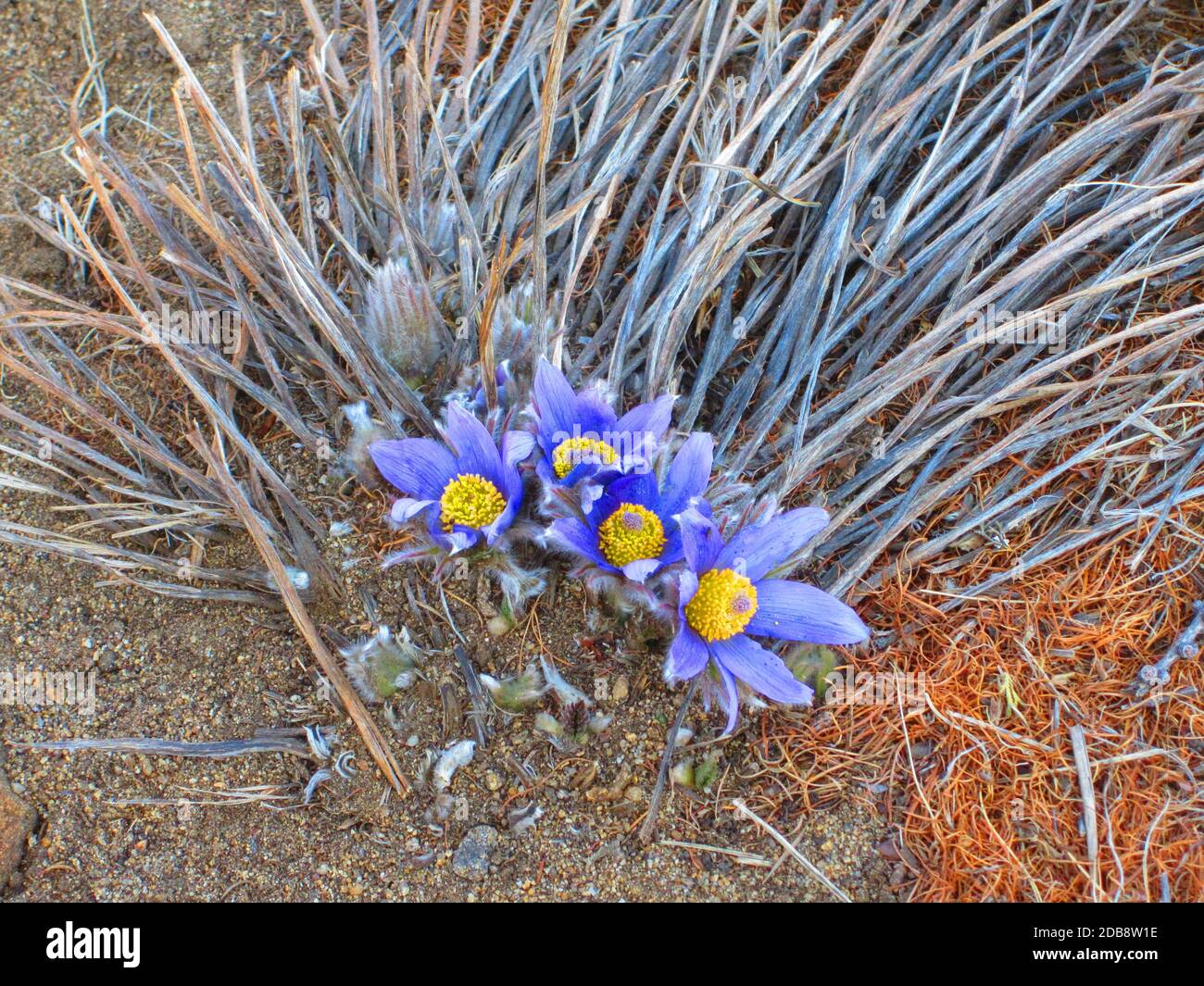 Prostrate spring hi-res stock photography and images - Alamy