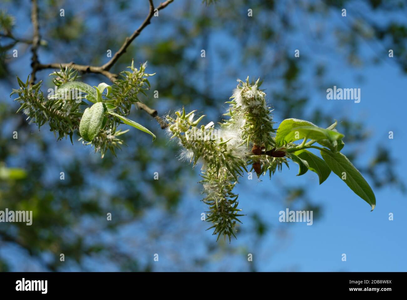 Silver willow hi-res stock photography and images - Alamy