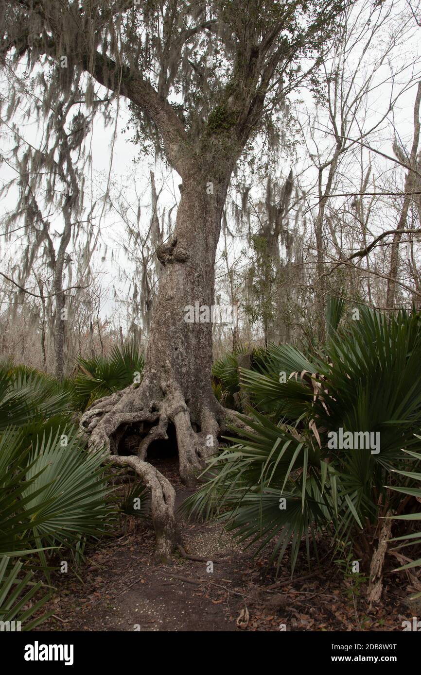 Tree with gnarly roots Stock Photo - Alamy