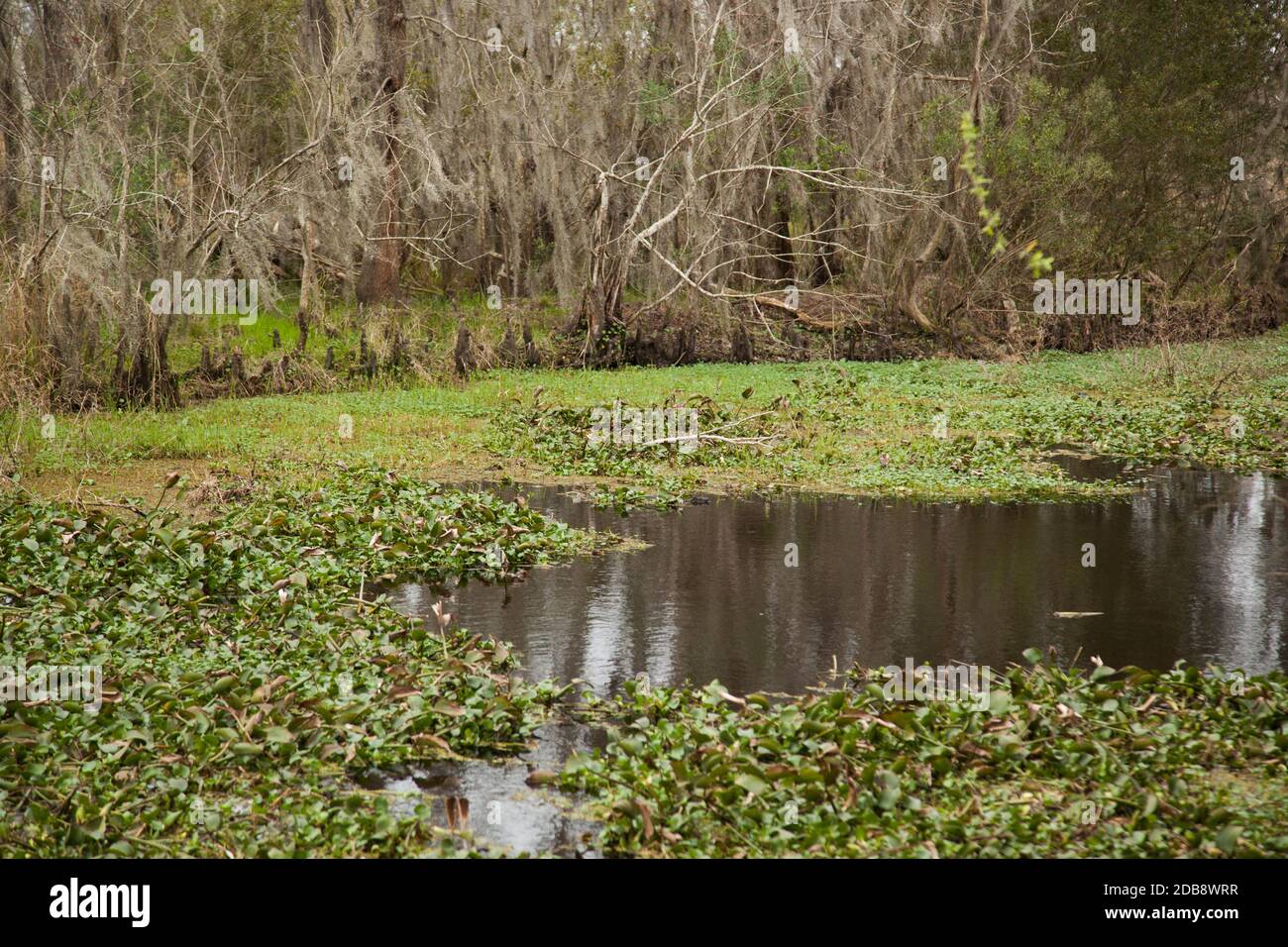 A Southern Swamp with trees and Spanish Moss Stock Photo - Alamy