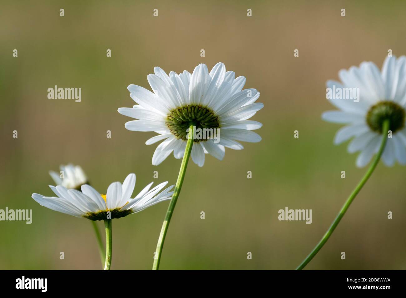 Oxeye Daisy (Leucanthemum vulgare) flowers Stock Photo - Alamy