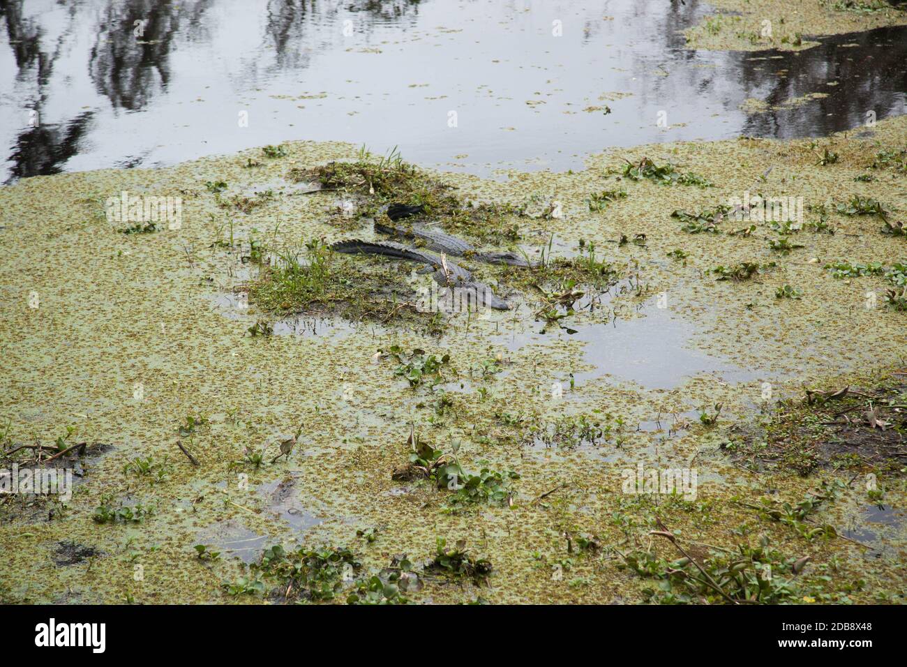 Alligators in a swamp Stock Photo - Alamy