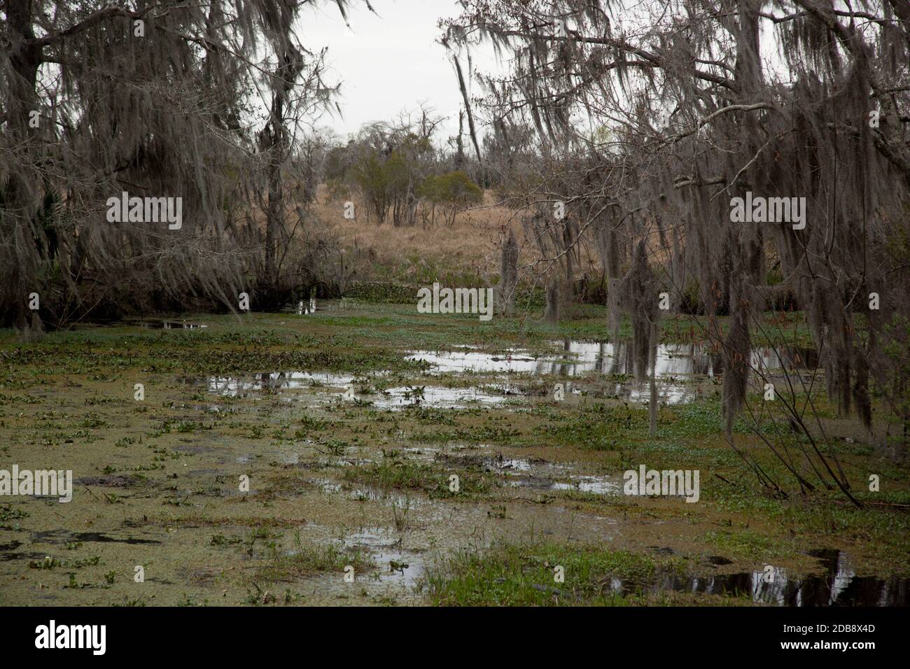 A Southern Swamp with trees and Spanish Moss Stock Photo - Alamy