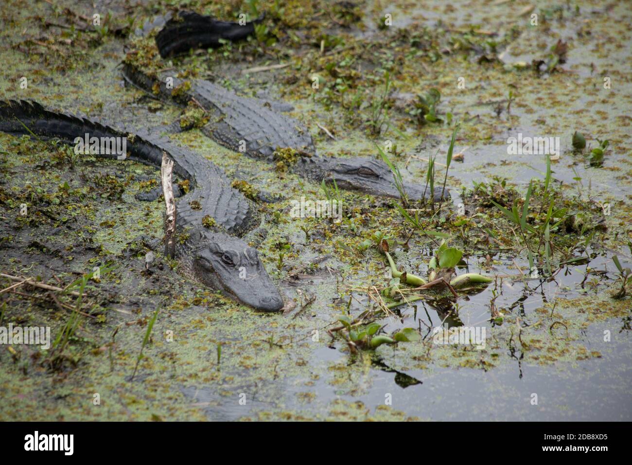 Alligators in a swamp Stock Photo - Alamy