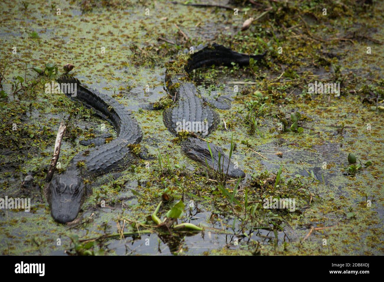 Alligator in swamp water Stock Photo - Alamy