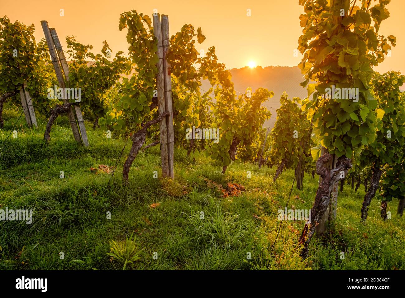 Grape leaves in the morning sun hi-res stock photography and images - Alamy