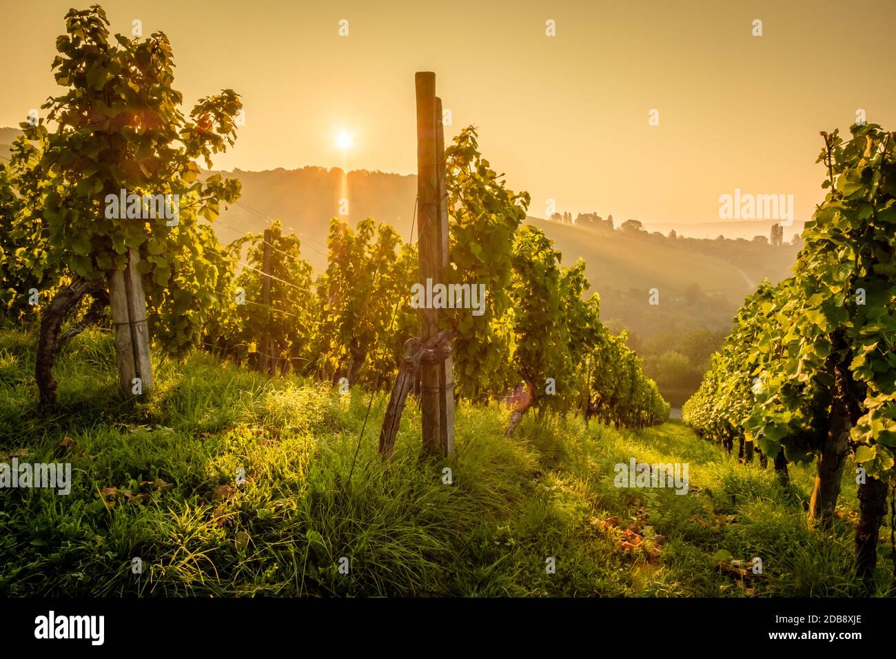 German vineyard vines slope hi-res stock photography and images - Alamy