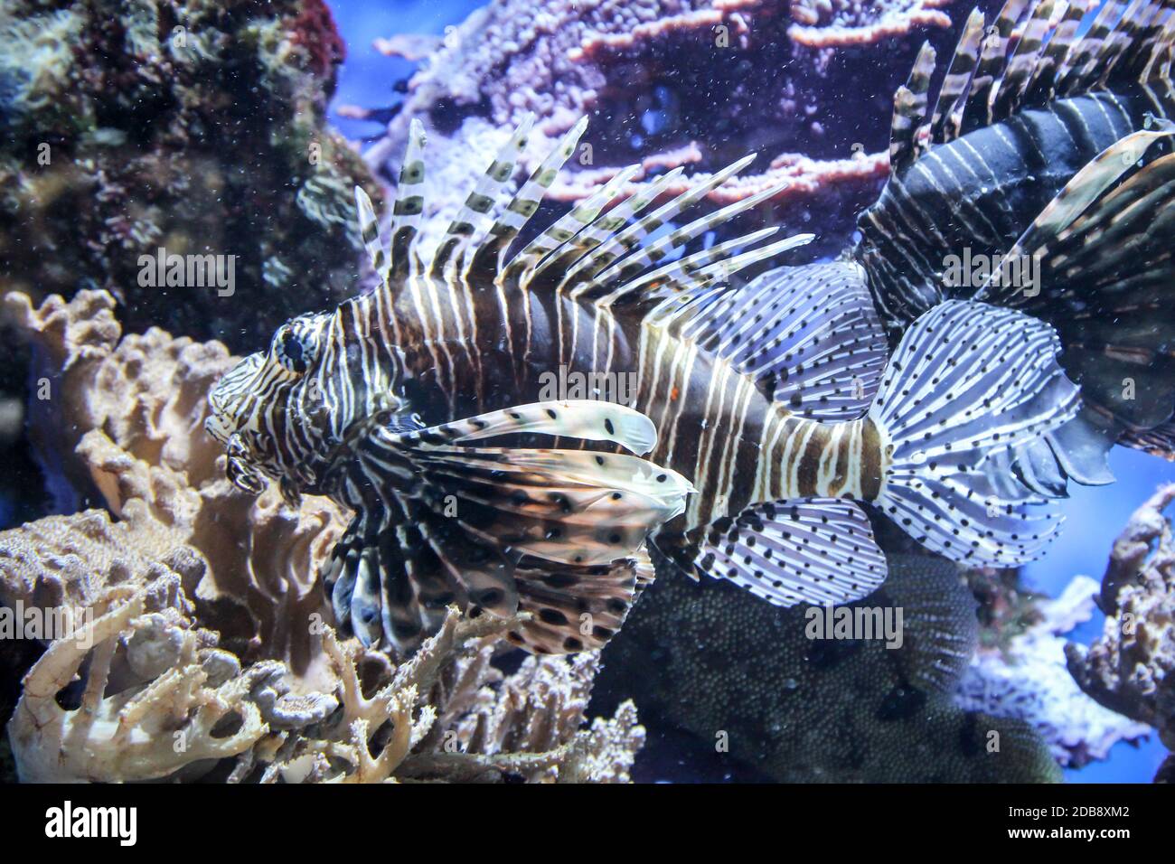 Marine fish in the reef, fish in their natural environment Stock Photo ...