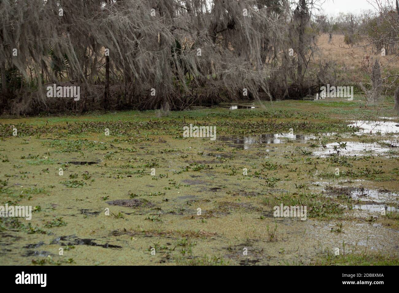 A Southern Swamp with trees and Spanish Moss Stock Photo - Alamy