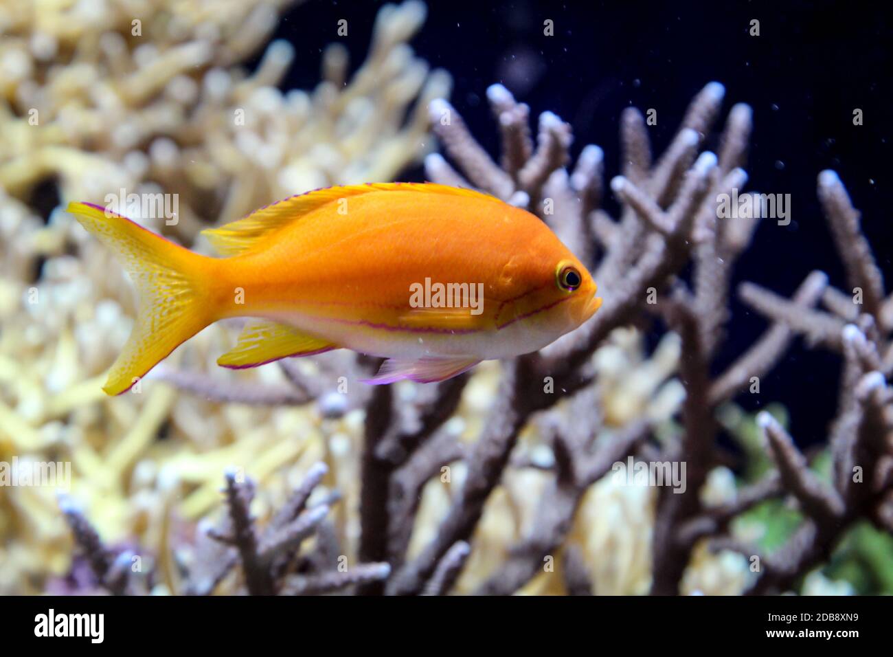 Marine fish in the reef, fish in their natural environment Stock Photo ...