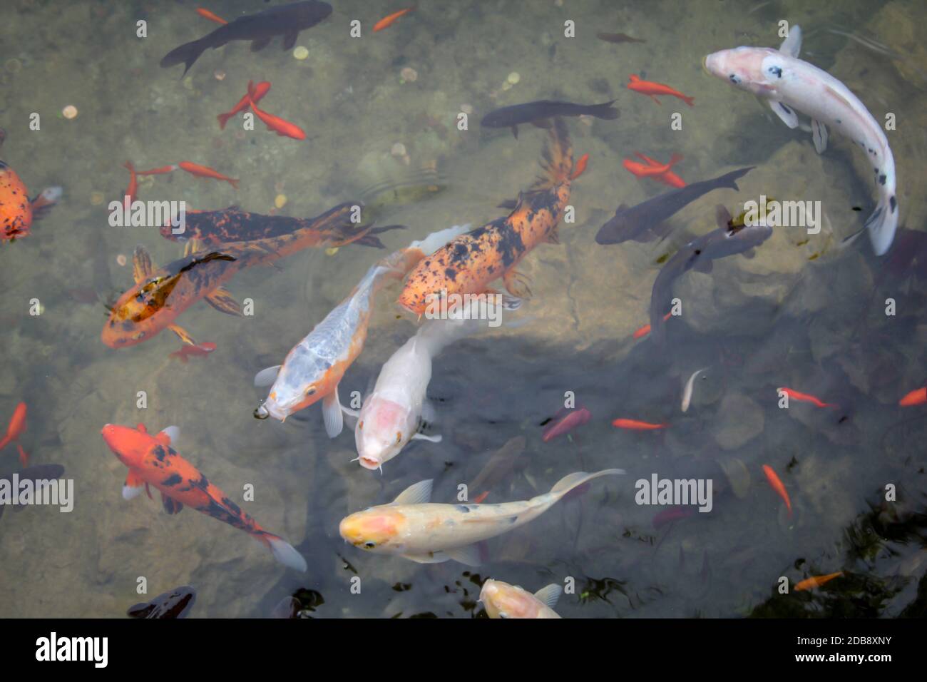 Koi in the pond. Koi are carp-like fish with beautiful colors Stock ...